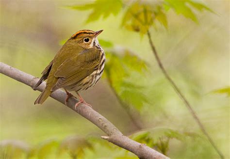 1200 Mariquita De Coroa Ruiva Fotos Fotos De Stock Imagens E Fotos