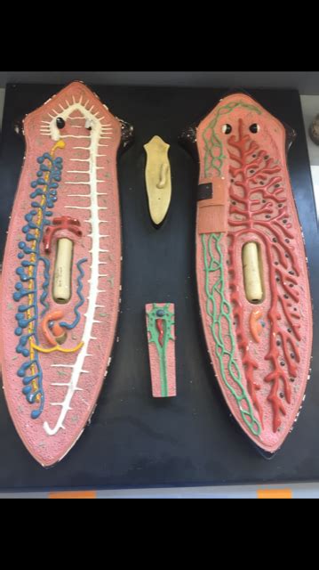 Planaria Nervous And Digestive Systems Diagram Quizlet
