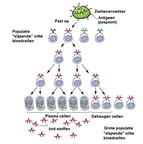 Etapas De Fagocitose
