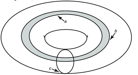 Three Closed Curves On The Surface Of A Doughnut Torus Illustrate