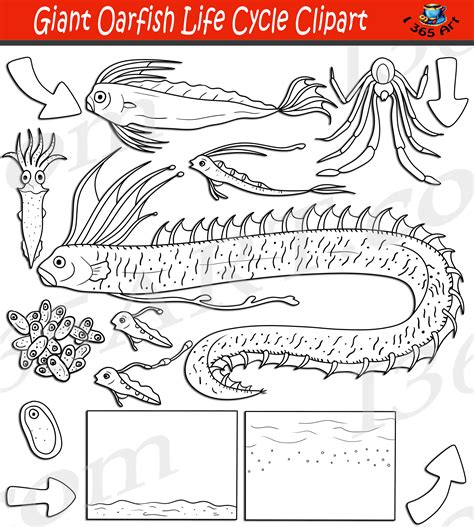 Giant Oarfish Life Cycle Clipart Set Download Clipart 4 School