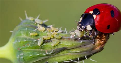 Good Bugs Vs Bad Bugs Uc Master Gardener Program Of Sonoma County