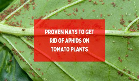 5 Proven Ways To Get Rid Of Aphids On Tomato Plants Happiness Tomato