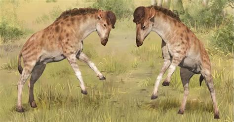 Giraffens Lange Hals Er Et Enestående Sex Våben Illvid Dk