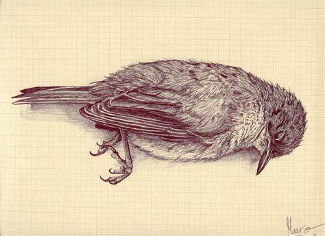 Dead Bird By El Sheriff On Deviantart