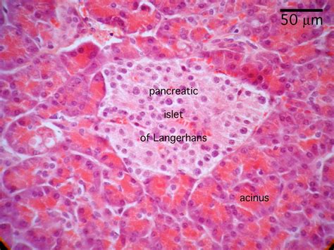 Histology Of Pancreatic Cells