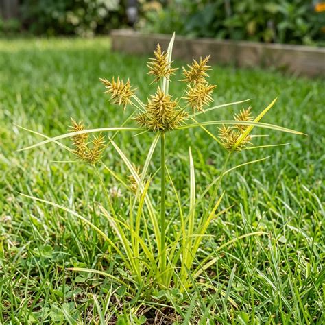 Yellow Nutsedge Identification And Control Plant Ai