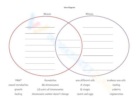 Blank Mitosis Diagram