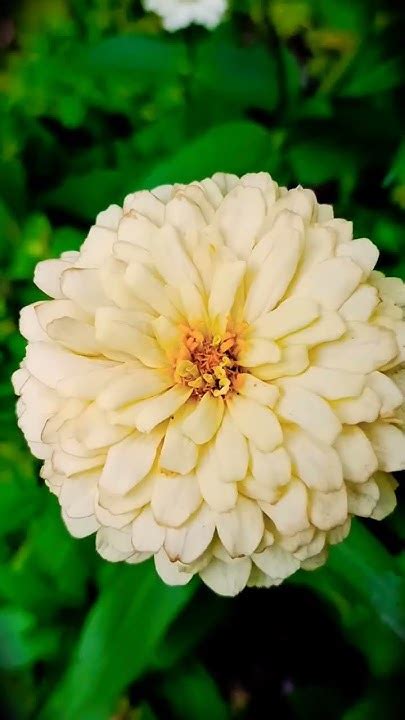 цинияshorts Youtube