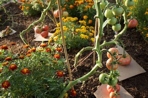 August Sunshine Returns Weeds Prolific Tomatoes Squash Sow Charles Dowding