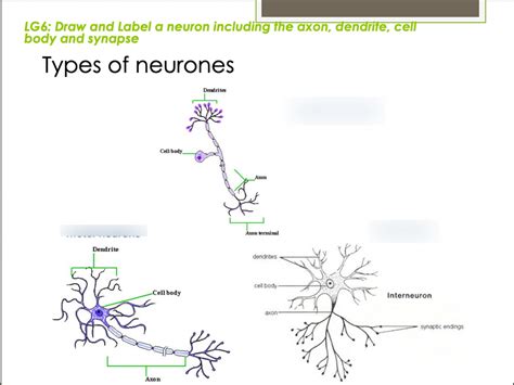 Psychology Diagram Quizlet