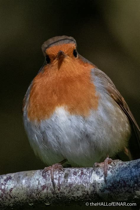 Robin Stover The Hall Of Einar Photograph C David Bailey Not The David At The Hall