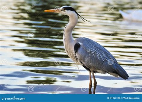 Great Blue Heron Front View Of Both Eyes Georgia Royalty Free Stock