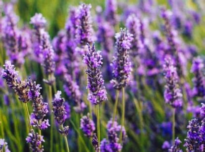 Lavender Varieties 31 Different Types Of Lavender Cultivars