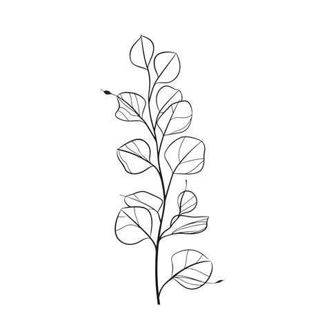 Premium Vector Eucalyptus Branch Abstract Line Art Drawing For Logos