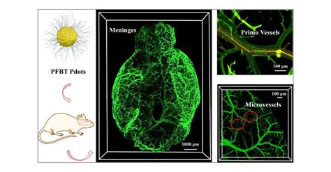 Lifecanvas Technologies Inc On Linkedin Fluorescent Pdots Facilitate High Resolution Mapping