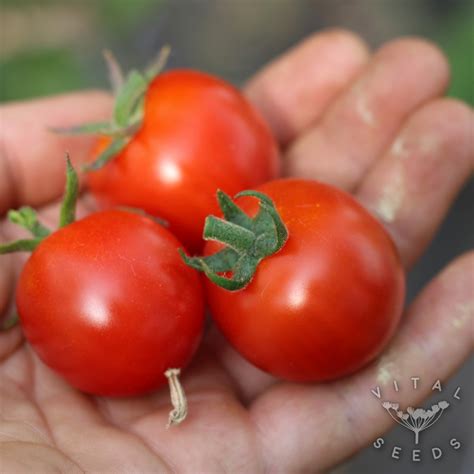 Tomato Mango Lassi Organic Vital Seeds