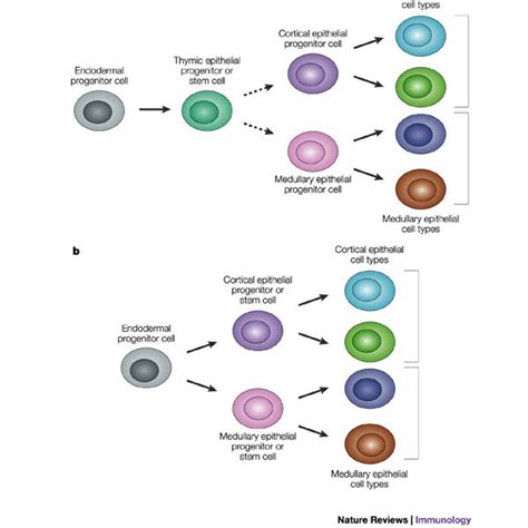Two Possible Models Of Thymic Epithelial Cell Tec Developmenta An