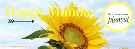 Happy Monday Sunflower Images Good Morning Motivational Quotes