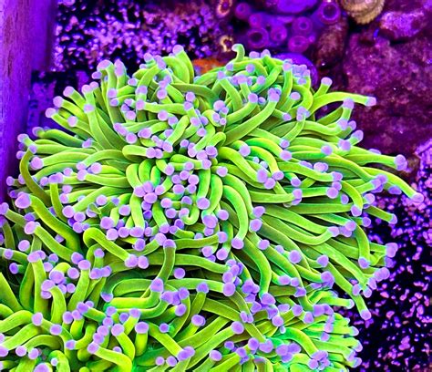 Og Holy Grail Torch Single Head Chief Reef Corals