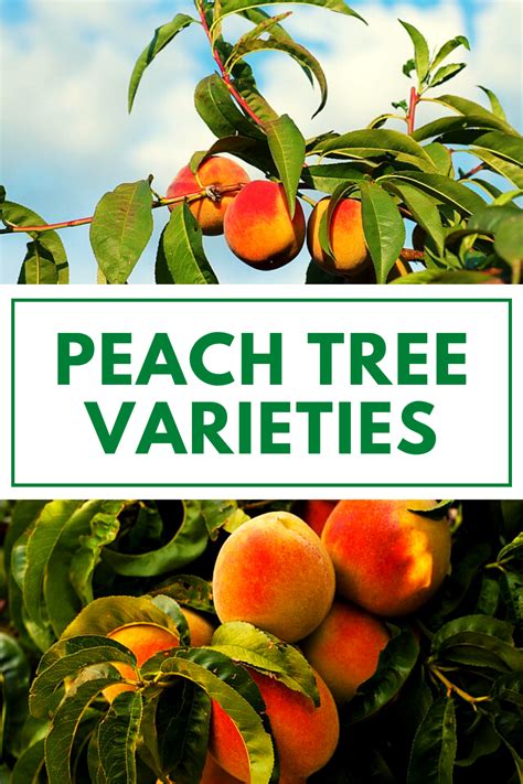 Growing Peach Trees Artofit