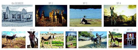 Kontèst Di Fotografia Di Buriku A Produsí Fotonan Bunita èxtra