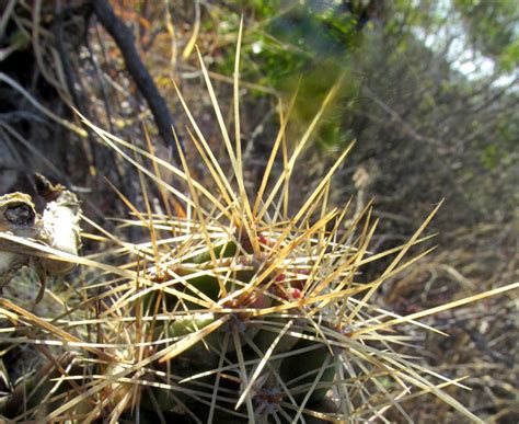 Echinocereus Cinerascens Ssp Cinerascens