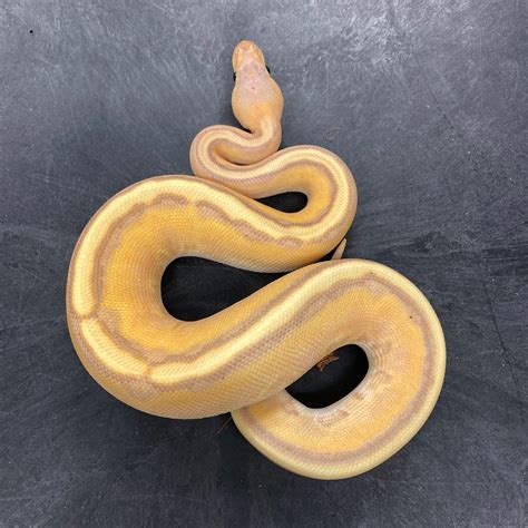 Banana Genetic Stripe Ball Python By Medusas Morphs Morphmarket