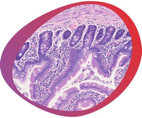 Cell And Tissue Analysis Histologix