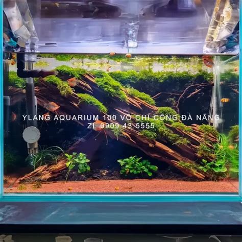 Layout Thủy Sinh Vách Suối Dáng Cây Ngã đổ Ylang Aquarium And Coffee Thủy Sinh Đà Nẵng