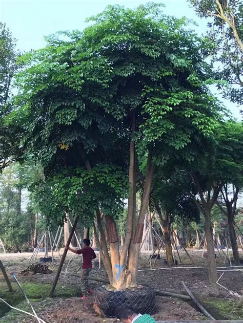 丛生幌伞枫 花瓣网