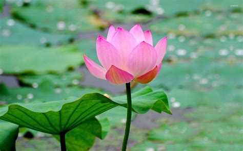 4k Lotus Flower Wallpapers Top Free 4k Lotus Flower Backgrounds