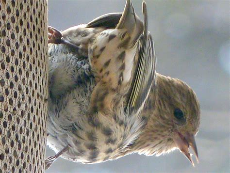 Penelopedia Nature And Garden In Southern Minnesota The Streaky