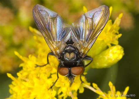 Batman Fly Phasia Aurulans Bugguidenet