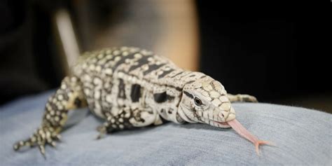 Essential Tips For Handling Tegus Safely And Effectively
