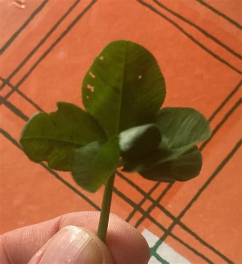 7 Leafed Clover R Futurama