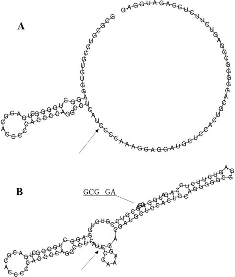 The Influence Of Rs7101916 On Mrna Centroid Secondary Structures Of