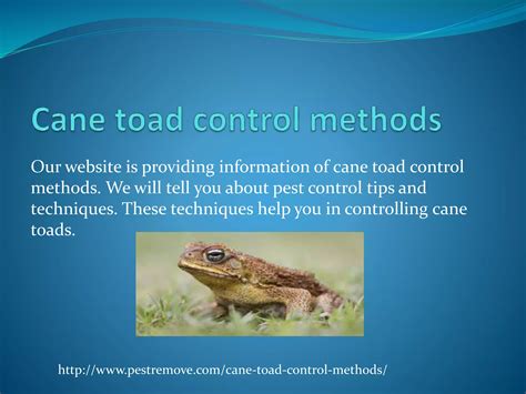 Cane Toad Control Methods Pptx Chemistry Science