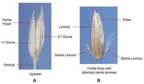 Grass Spikelet Structures Of Diagnostic Value Idseed