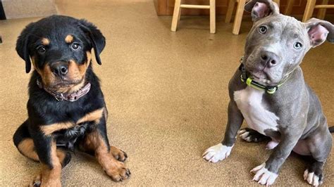 Blue Nose Pitbull Rottweiler Mix Puppies