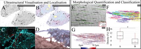 Research Multimodal Microscopy