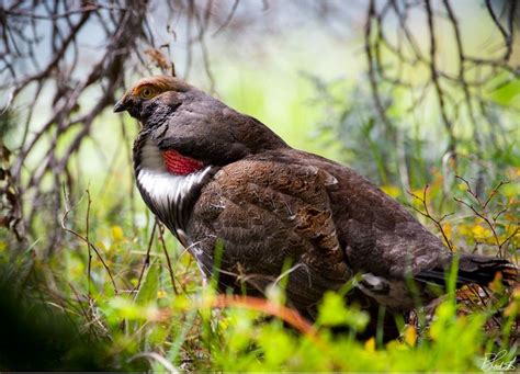 Consumers Temperate Rain Forest