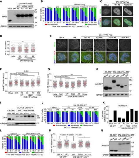 Hp1 Links Centromeric Heterochromatin To Centromere Cohesion In Mammals
