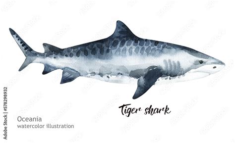 Tiger Shark Watercolor Illustration Watercolor Tiger Shark Cute Ocean