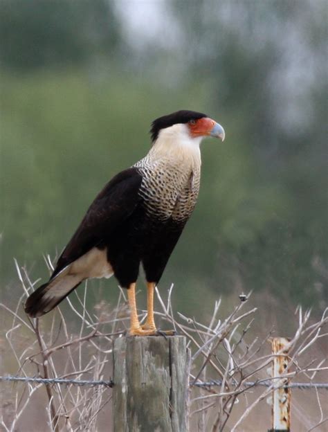 Fred Walsh Photos Crested Caracara