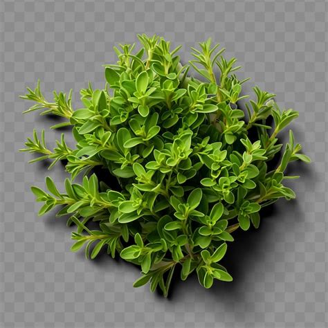 Premium Psd Isolated Of Delicate Thyme Herb Capturing Its Tiny Leaves