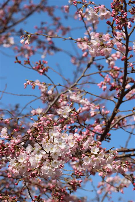 ヨコハマヒザクラ（横浜緋桜）② By やまぶき （id：11651714） 写真共有サイトphotohito