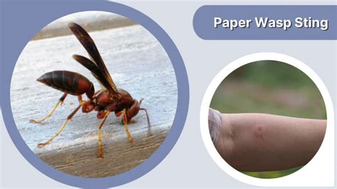 Top 10 Most Painful Insect Stings In The World Identification And Risk
