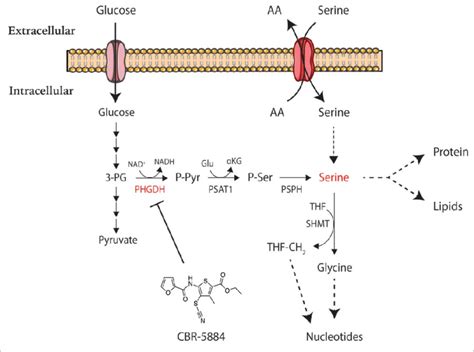 The Serine Synthesis Pathway And Downstream Anabolic Reactions Of