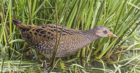 Spotted Crake At Stafford Marsh By Tim White Devon Birds